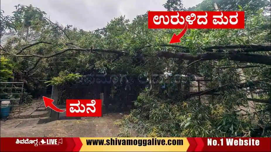 ಶಿವಮೊಗ್ಗದಲ್ಲಿ ಮನೆ ಮೇಲೆ ಬಿದ್ದ ಬೃಹತ್‌ ಮರ | ತೀರ್ಥಹಳ್ಳಿಯಲ್ಲಿ ಮರ ಬುಡಮೇಲು – 3 ...