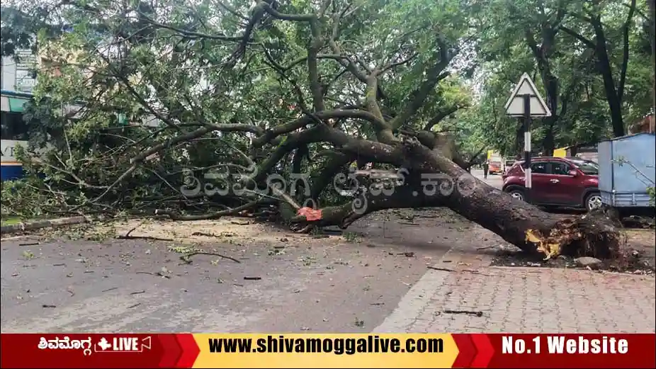 Shivamogga - ಶಿವಮೊಗ್ಗದ 100 ಅಡಿ ರಸ್ತೆಯಲ್ಲಿ ಧರೆಗುರುಳಿದ ಮರ, ತಪ್ಪಿತು ಅನಾಹುತ ...
